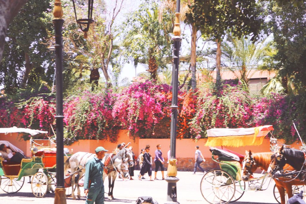 A Marrakech Morning • Lucy Earnshaw Blog